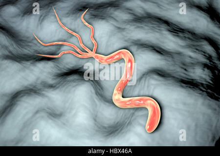 Illustration of Helicobacter pylori bacteria, a gram-negative Stock ...