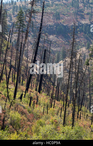 Dense regrowth of shrubs growing after a forest fire in the Camas Creek ...