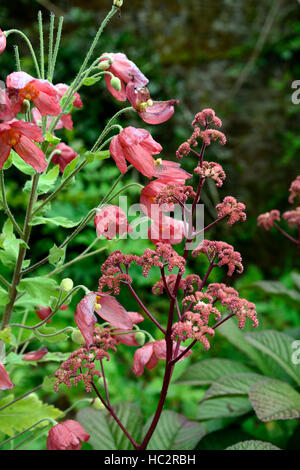Meconopsis napaulensis Rodgersia pinnata Rosea pink flower flowers ...