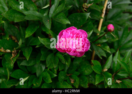 Paeonia lactiflora 'Edulis Superba' Stock Photo - Alamy