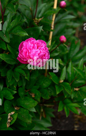 Paeonia lactiflora 'Edulis Superba' Stock Photo - Alamy