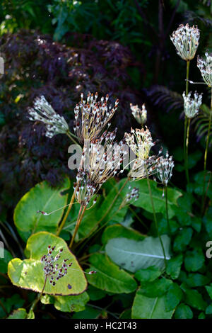 primula florindae, seedhead seedheads japanese primrose primroses seeds ...