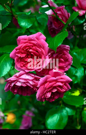Roses. Flowers of the climbing rose (Rosa 'Kew Rambler' Stock Photo - Alamy