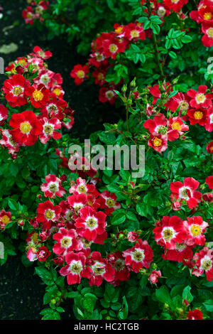 rosa robin redbreast interrob rose groundcover red flower flowers bloom ...