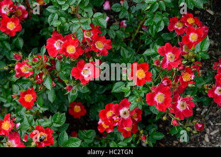 rosa robin redbreast interrob rose groundcover red flower flowers bloom ...