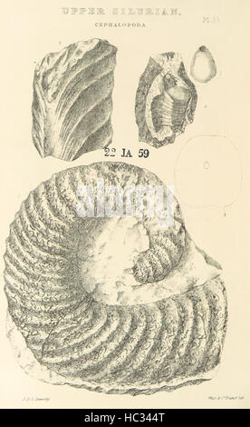 Siluria explores the early Silurian period of Earth's history, focusing ...