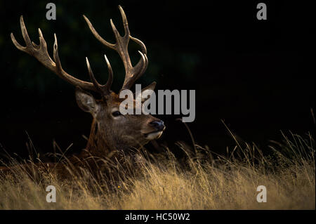 Silhouette of red deer stag roaring on a horizon at sunset Stock Photo ...