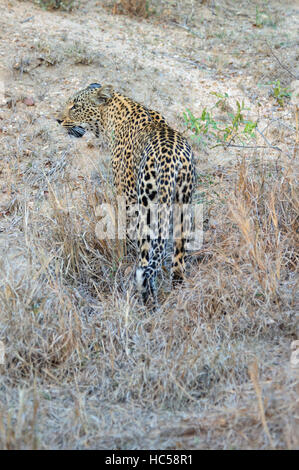 Rear view of walking female Leopard (Panthera pardus), Queen Elizabeth ...