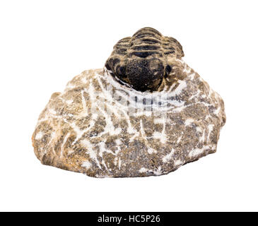 Curled up fossil Phacops trilobite Stock Photo - Alamy