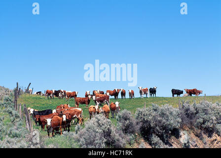 cow herd, cows, herds, cow Stock Photo - Alamy