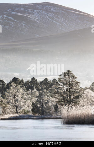 Frosted Trees on Loch Garten in Scotland Stock Photo - Alamy