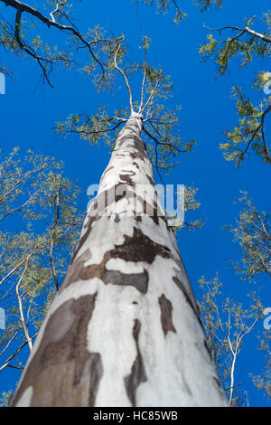 An abstract view looking up into gum trees Stock Photo - Alamy