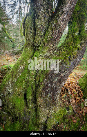 A Tree Trunk with an Unusual Shape Stock Photo - Alamy