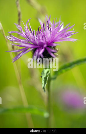 A cornflower Centaurea cyanus with blue petals and a green stem is ...