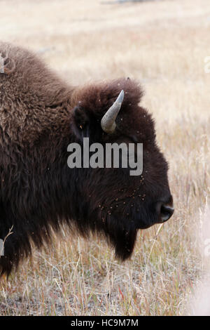 Bison Portrait - Yellowstone National Park Stock Photo - Alamy