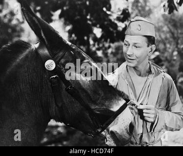 FRANCIS, (aka FRANCIS THE TALKING MULE), 1950 Stock Photo - Alamy