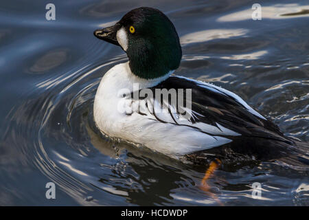 Common Goldeneye at Slimbridge Stock Photo - Alamy