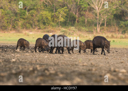 White-lipped peccaries in the Pantanal Stock Photo - Alamy