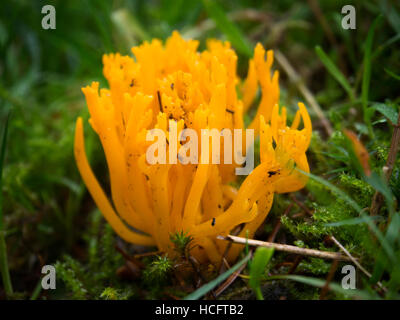 Yellow Antler Fungus Stock Photo - Alamy