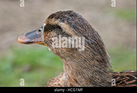 Rouen Duck female Stock Photo: 123283042 - Alamy