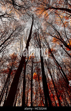 Dramatic tree canopy views from below looking up in woodland park Stock ...