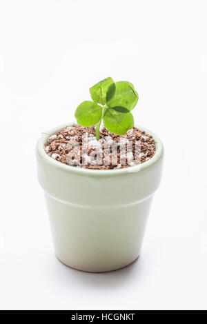 Four-leaf clover in a pot Stock Photo - Alamy