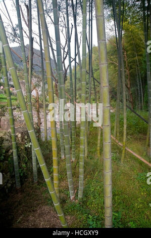 The village people of Zeya in the Yandang Mountains have a long history ...