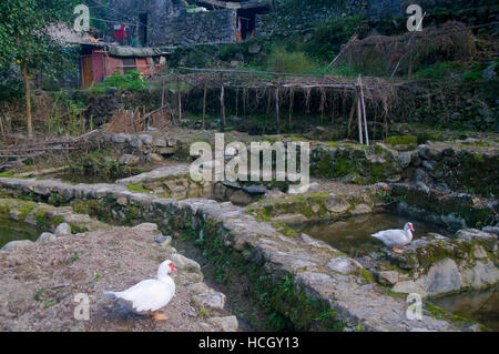 The village people of Zeya in the Yandang Mountains have a long history ...