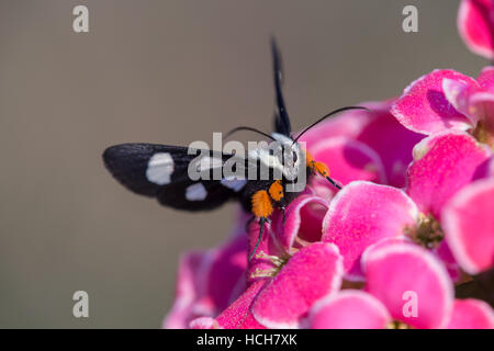 Eight Spotted Forrester butterfly with white spots and orange legs on a ...