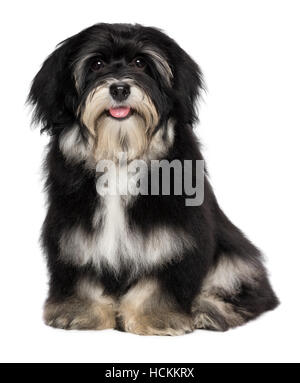 A funny smiling black and tan havanese puppy dog is sitting Stock Photo ...