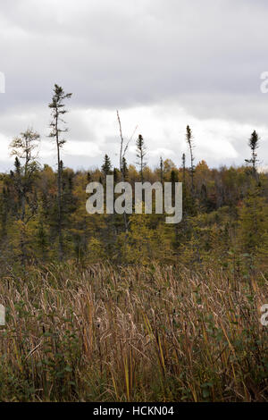 The Chippewa Flowage in northern Wisconsin Stock Photo - Alamy