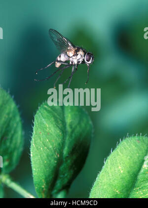 Stable fly (Stomoxys calcitrans) wing (blue), coloured scanning ...