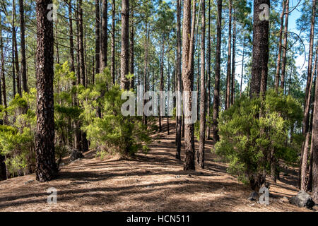 inside pine tree forest - coniferous trees Stock Photo - Alamy