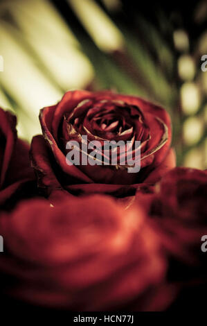 Decaying rose flower Stock Photo - Alamy