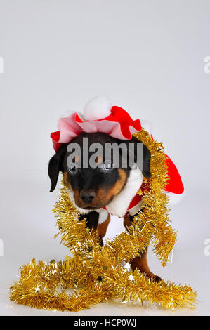 Cute rottweiler puppy wearing santa costume on white background Stock ...