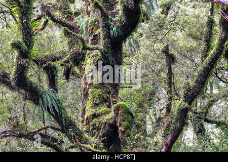 Green moss on tree at Milford Sound, New Zealand Stock Photo - Alamy