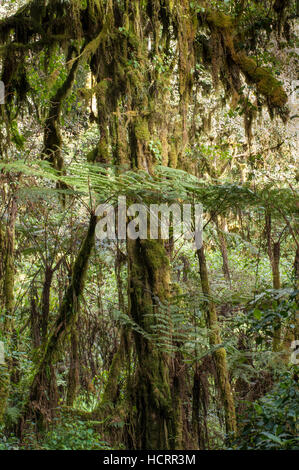 Tree ferns (Cyathea manniana) growing in the forest along Mweka route ...