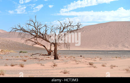 dry tree against sand dune and sky Stock Photo - Alamy