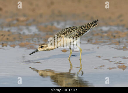 The ruff, wading bird Stock Photo - Alamy