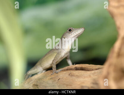 Jamaican Anole (Anolis grahami), Bermuda Stock Photo - Alamy