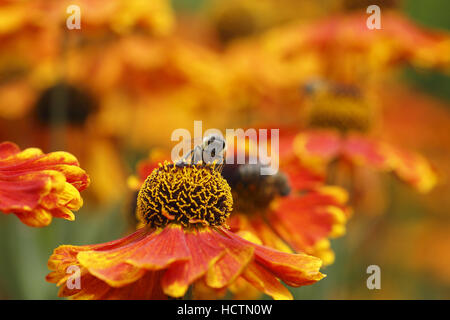 helenium with honey bee (apis mellifera Stock Photo - Alamy