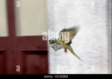 PAULIE, Paulie the parrot, 1998, © DreamWorks/courtesy Everett ...