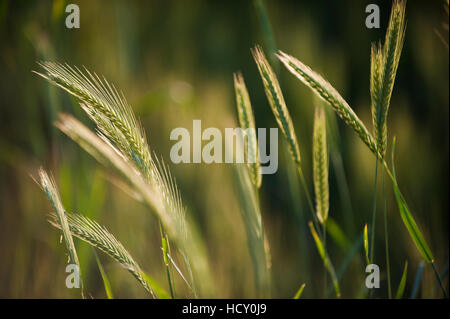 Close-up view of ripening wheat heads growing in an agricultural field ...