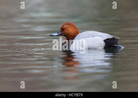 natural swimming male pochard duck (aythya ferina) reflected on water ...
