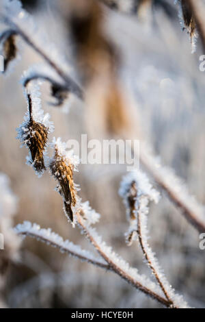 Frosty Thistle in the Highlands of Scotland Stock Photo - Alamy