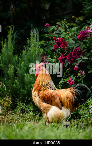 Buff Sussex Cockerel Stock Photo - Alamy