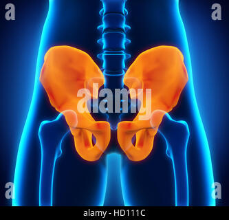 Anatomy of the sacrum bone, illustration Stock Photo - Alamy