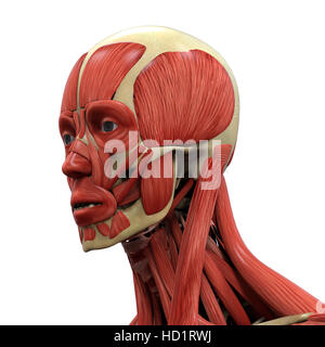 Human Face Anatomy Stock Photo - Alamy
