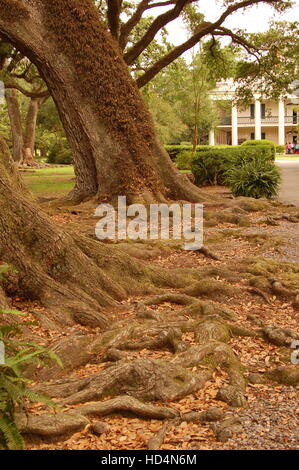 antebellum sugar plantation on the Mississippi river in LOUISIANA USA ...