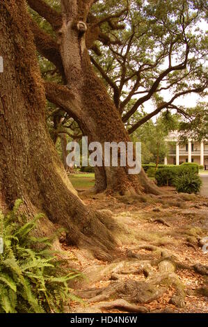 antebellum sugar plantation on the Mississippi river in LOUISIANA USA ...